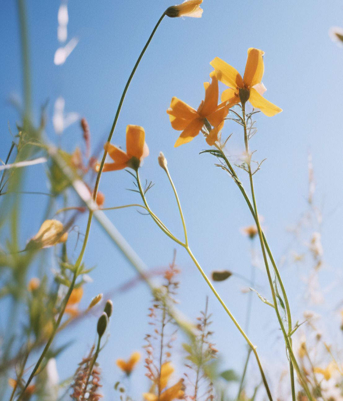 Samara - Backyard Homes and ADUs